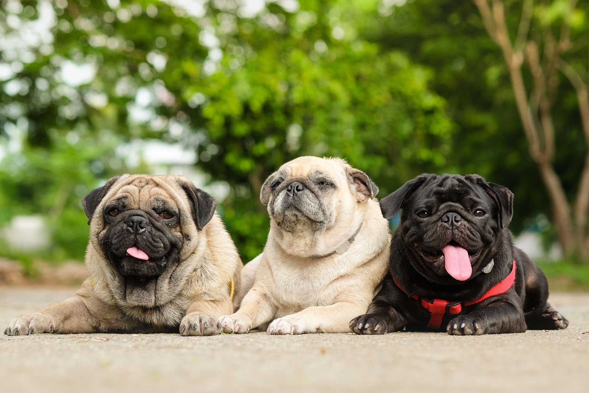 About Our Veterinary Hospital | Spring Lake Animal Hospital