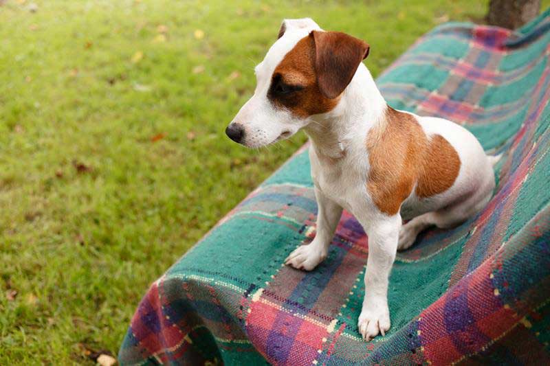 New Clients | Spring Lake Animal Hospital